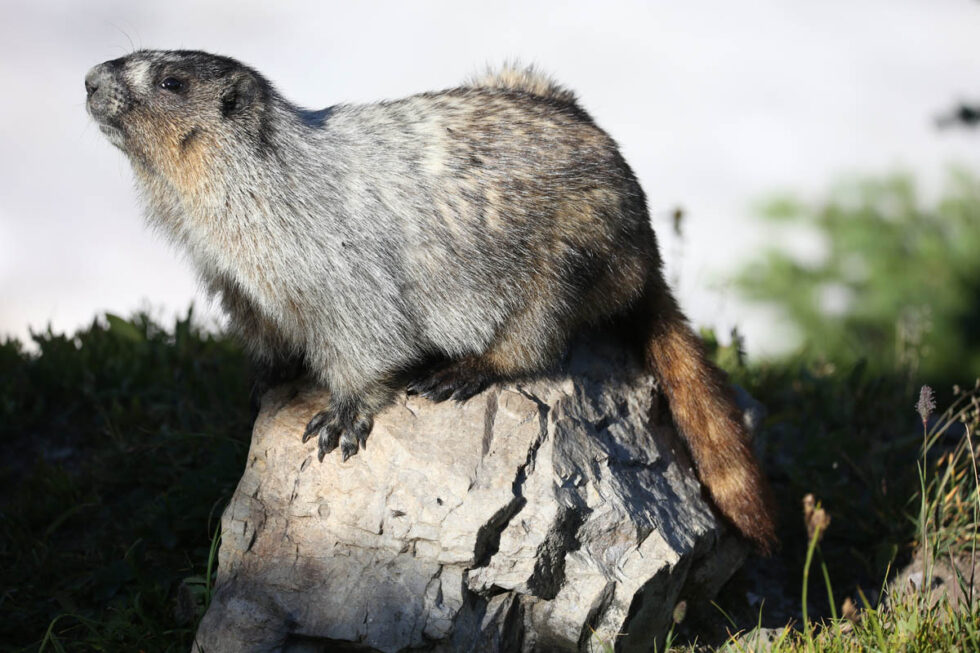 Banff National Park Wildlife Viewing