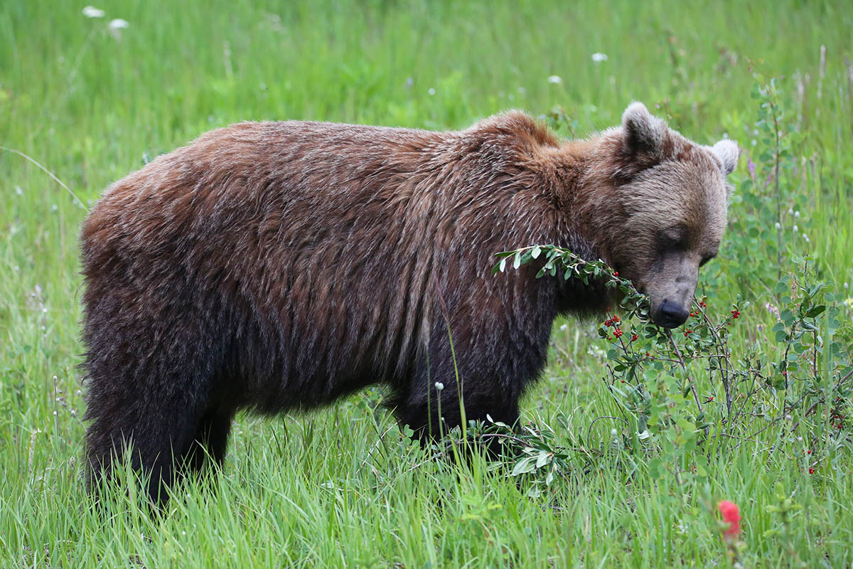 Where to See Bears in the Canadian Rockies
